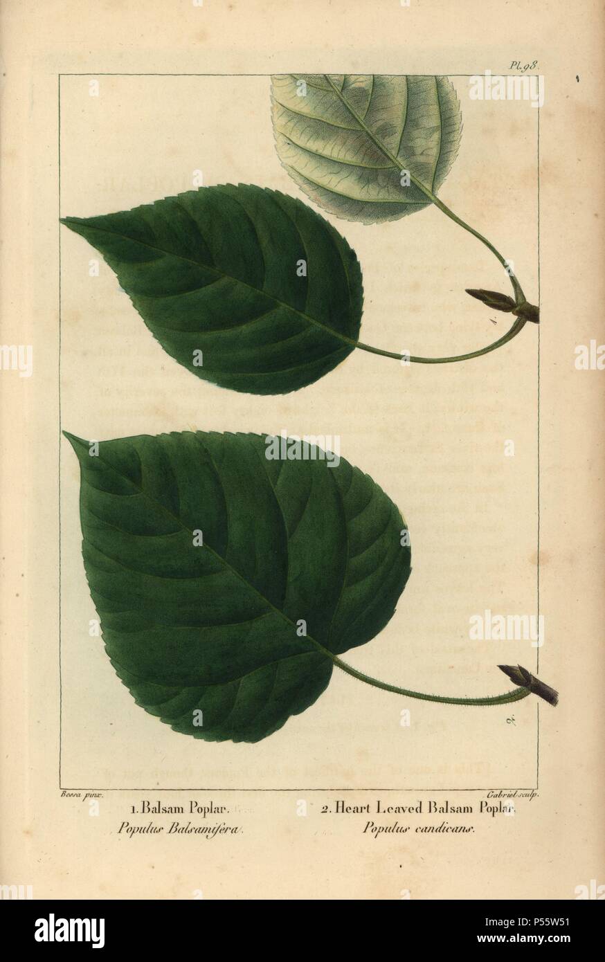 Leaves and branches of Tacamahaca or Balsam poplar, Populus balsamifera ...