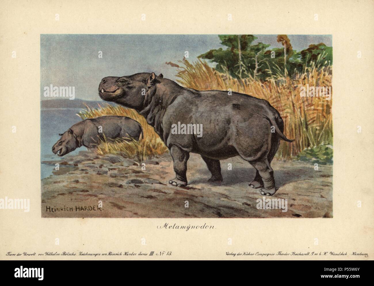 Metamynodon, extinct genus of amynodont perissodactyls that lived from ...