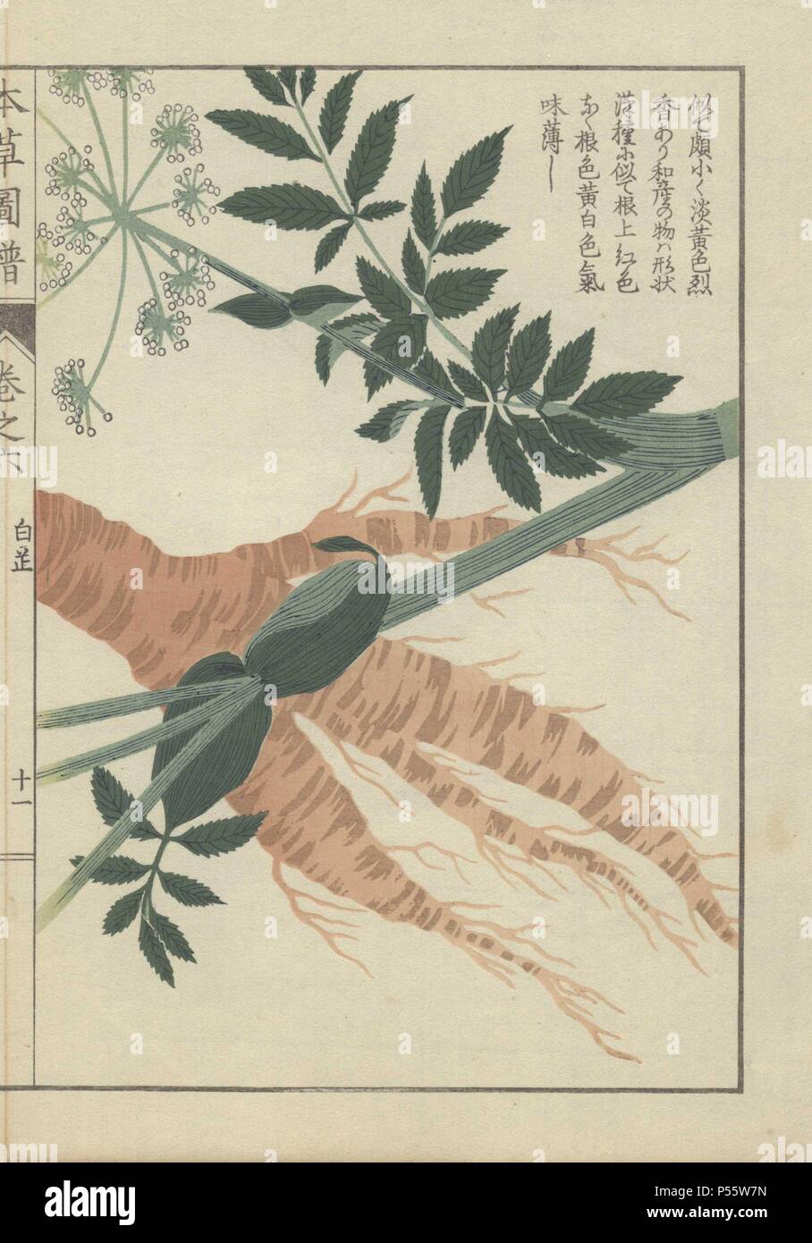 Large brown wild parsnip root tuber, with thick stem, frond with leaves ...