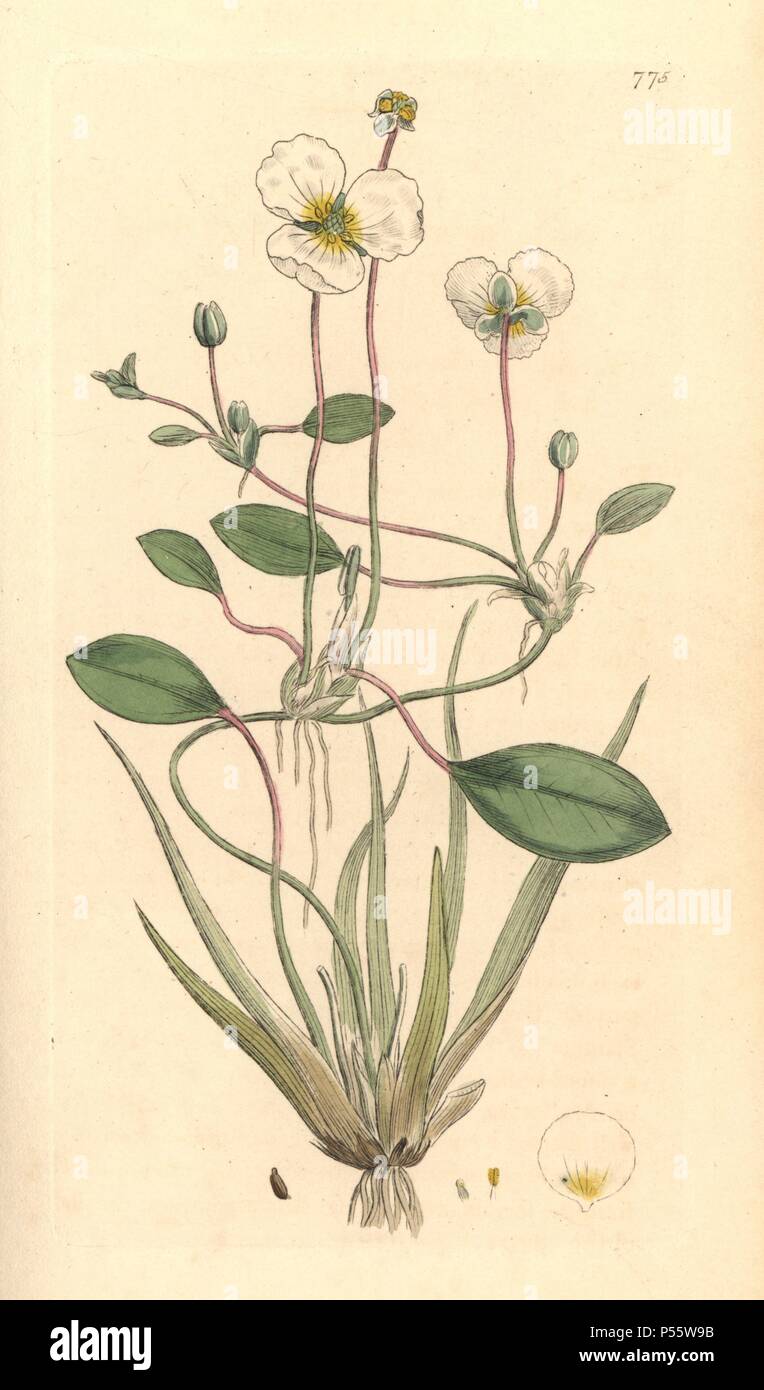 Floating water-plantain, Luronium natans. Handcoloured copperplate ...