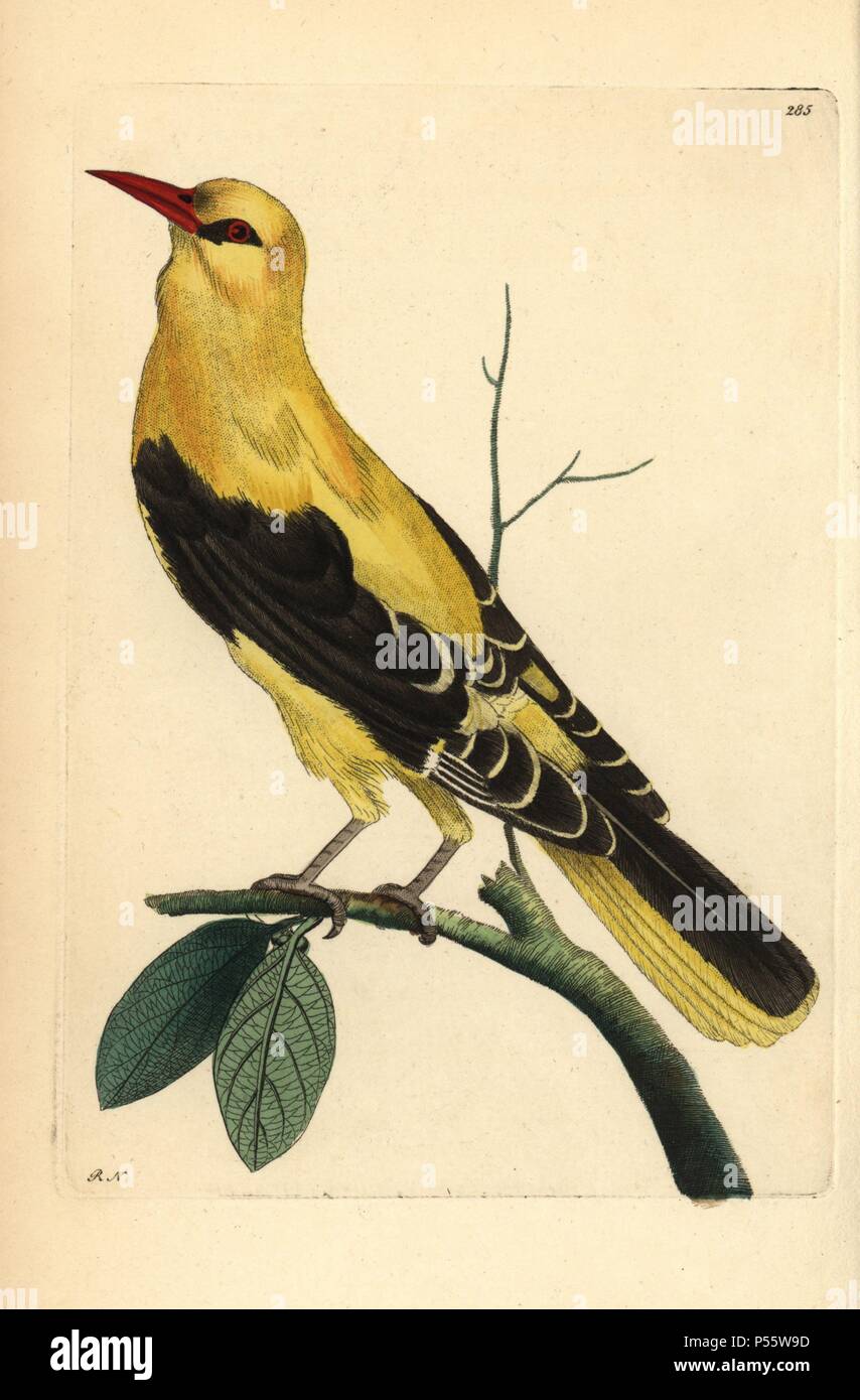 Golden oriole oriolus oriolus hi-res stock photography and images - Alamy