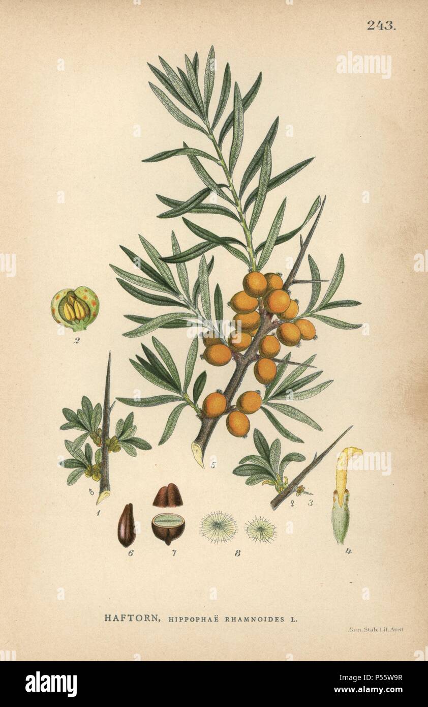 Common sea-buckthorn, Hippophae rhamnoides. Chromolithograph from Carl ...