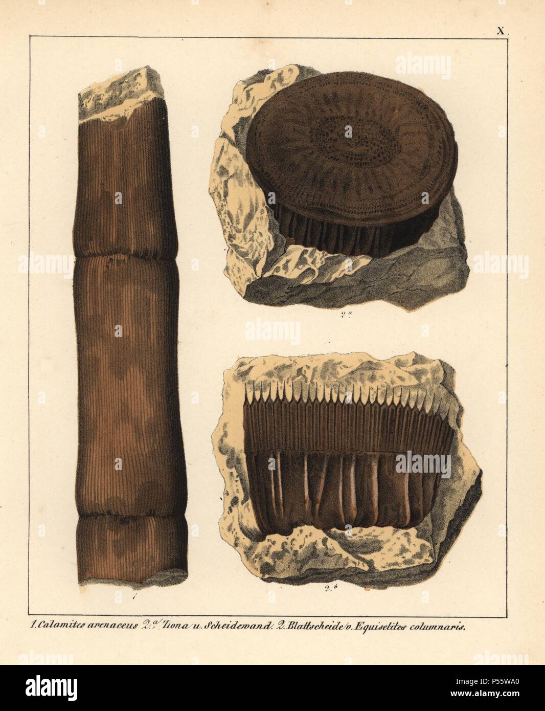 Calamites hi-res stock photography and images - Alamy