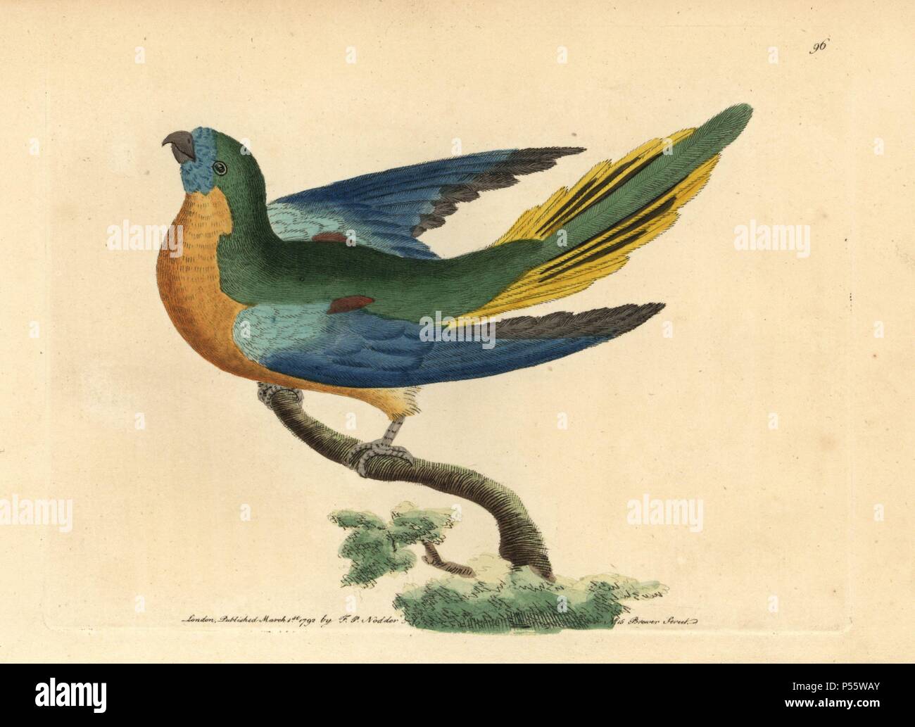Turquoise parrot, Neophema pulchella. Illustration signed S (George ...
