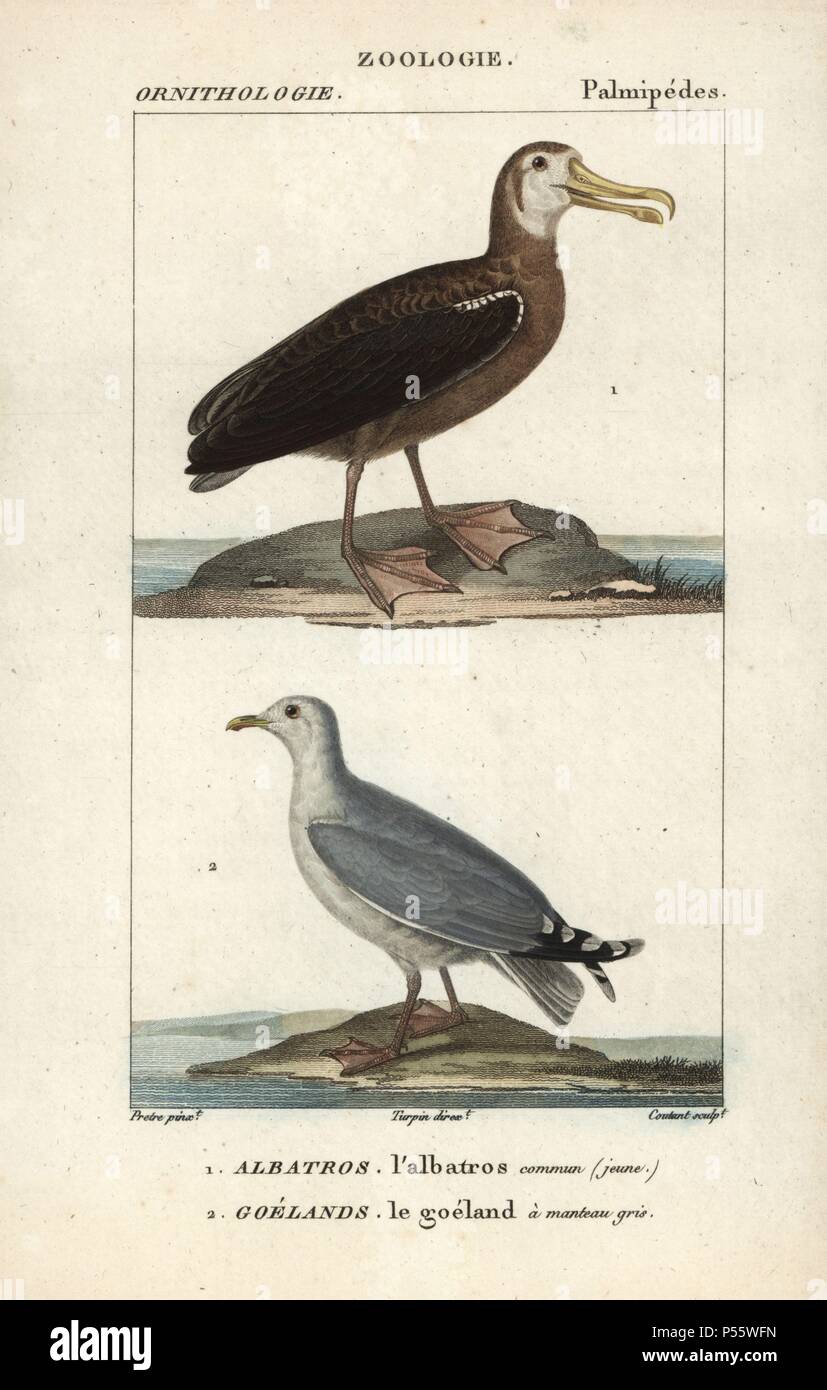 Wandering albatross, Diomedea exulans (vulnerable), and gull, Larus ...