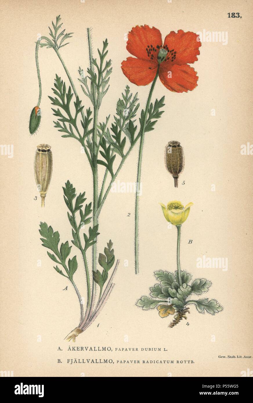 Arctic poppy papaver radicatum hi-res stock photography and images - Alamy