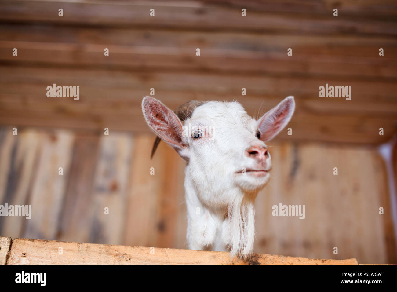 Goat stands hi-res stock photography and images - Alamy