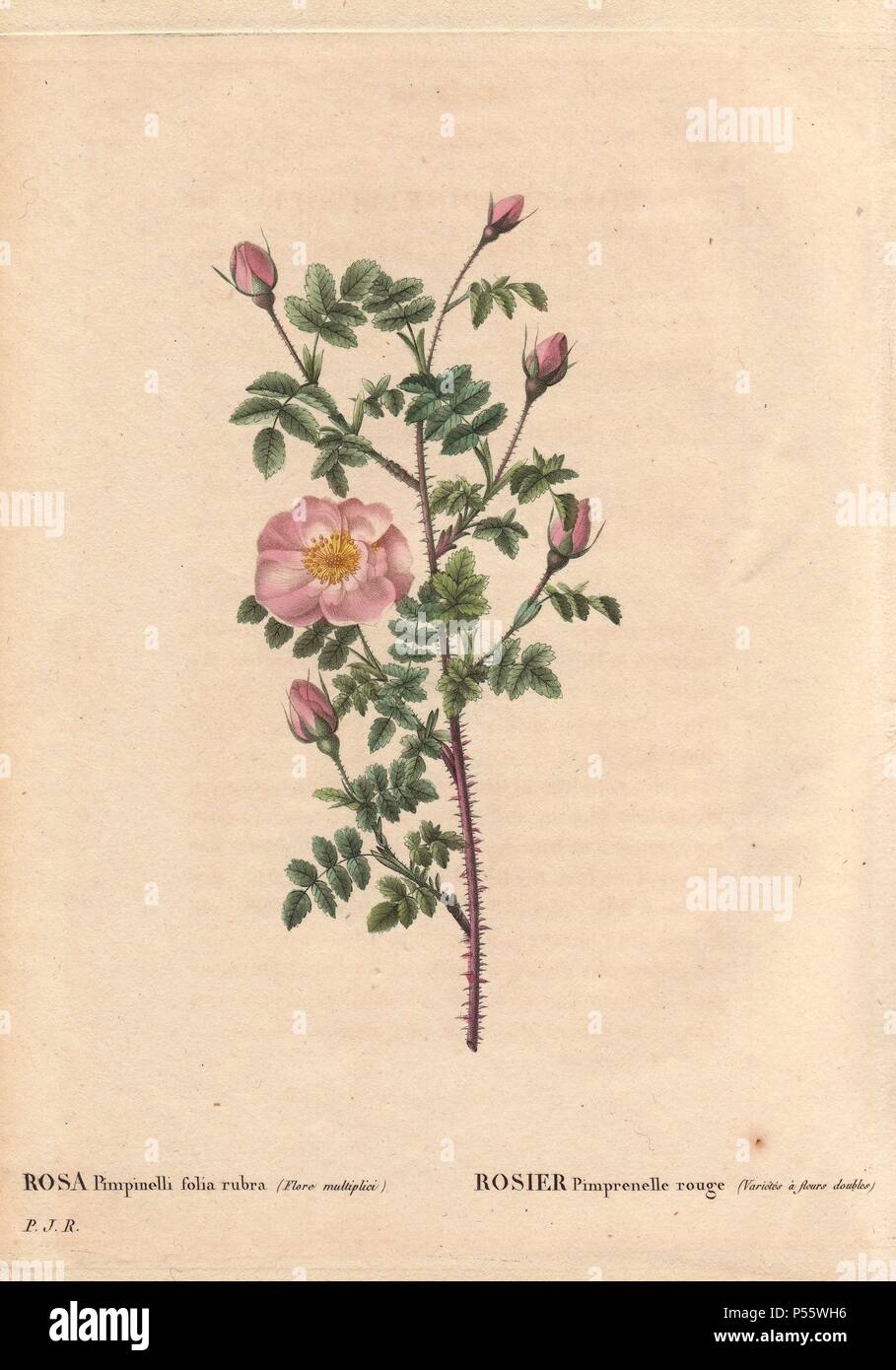 Circa 1800s hi-res stock photography and images - Alamy