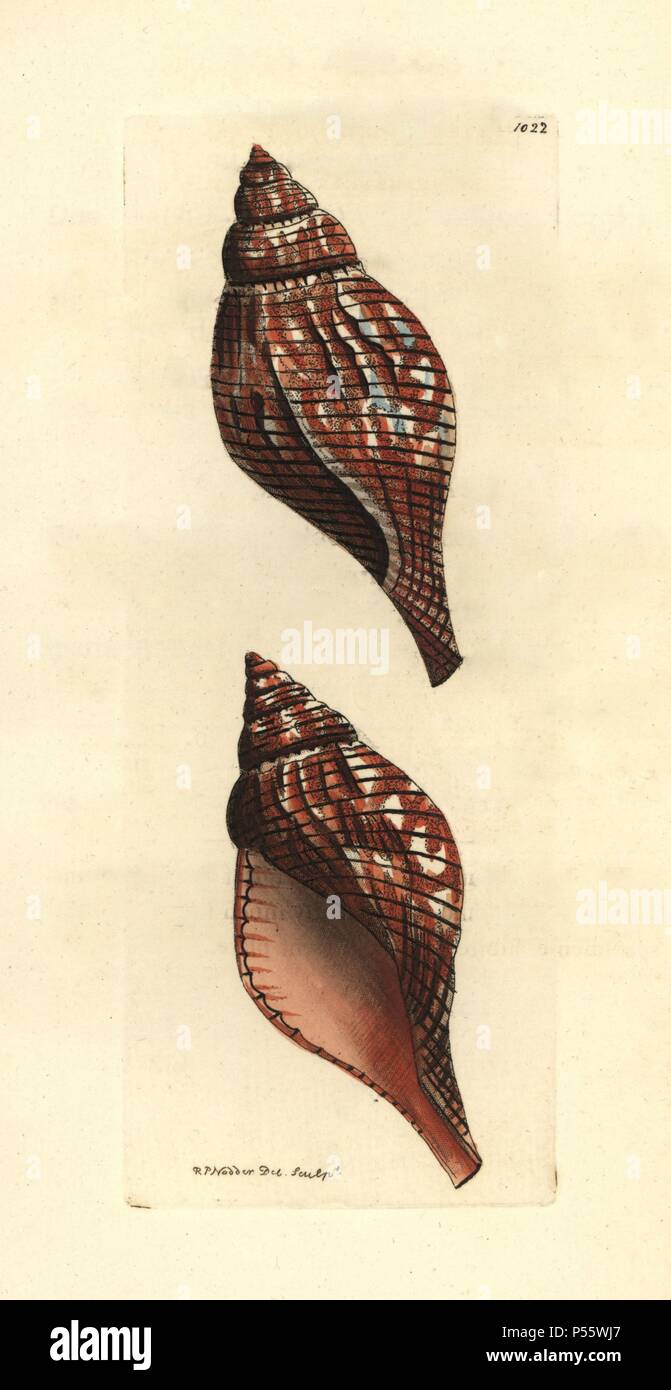 Tulip seasnail, Fasciolaria tulipa Stock Photo - Alamy