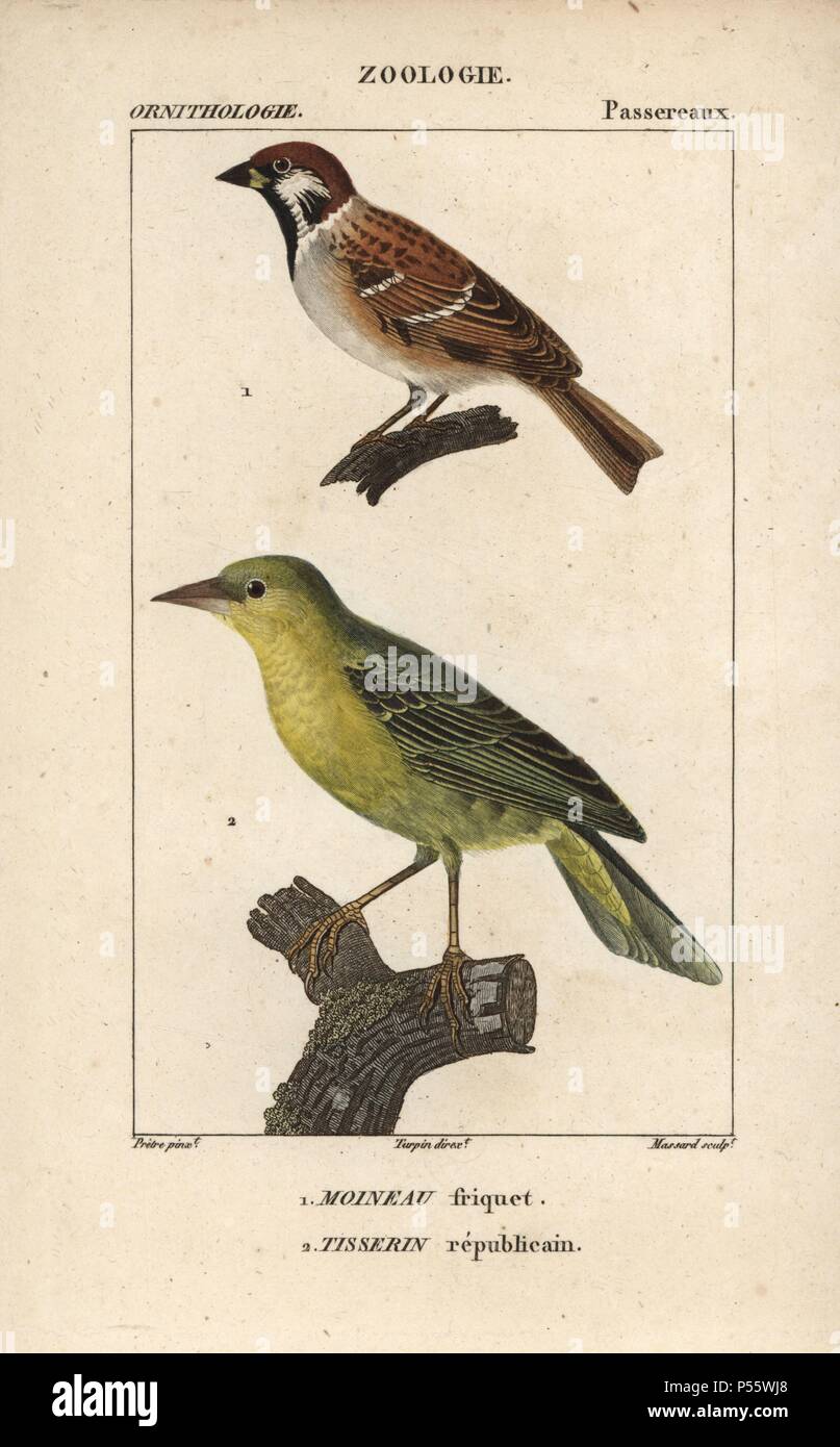 Tree sparrow, Passer montanus, and village weaver, Ploceus cucullatus ...