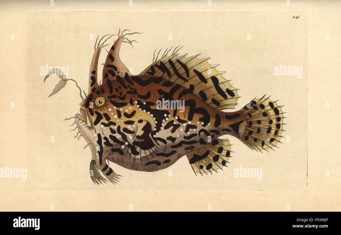 Sargassumfish, Histrio histrio. Illustration unsigned (George Shaw and ...