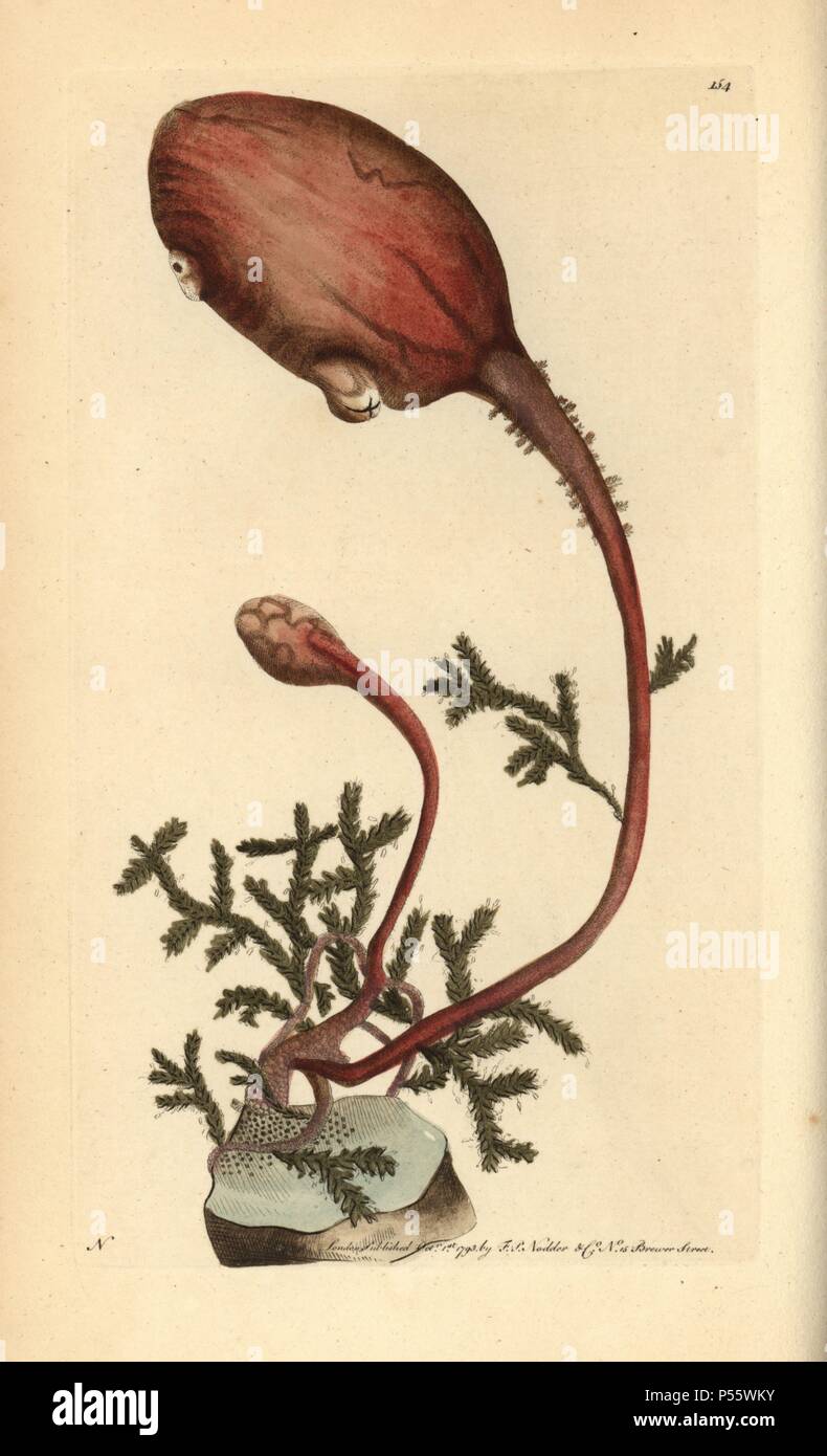 Sea onion, Boltenia ovifera. Illustration signed N (Frederick Nodder ...