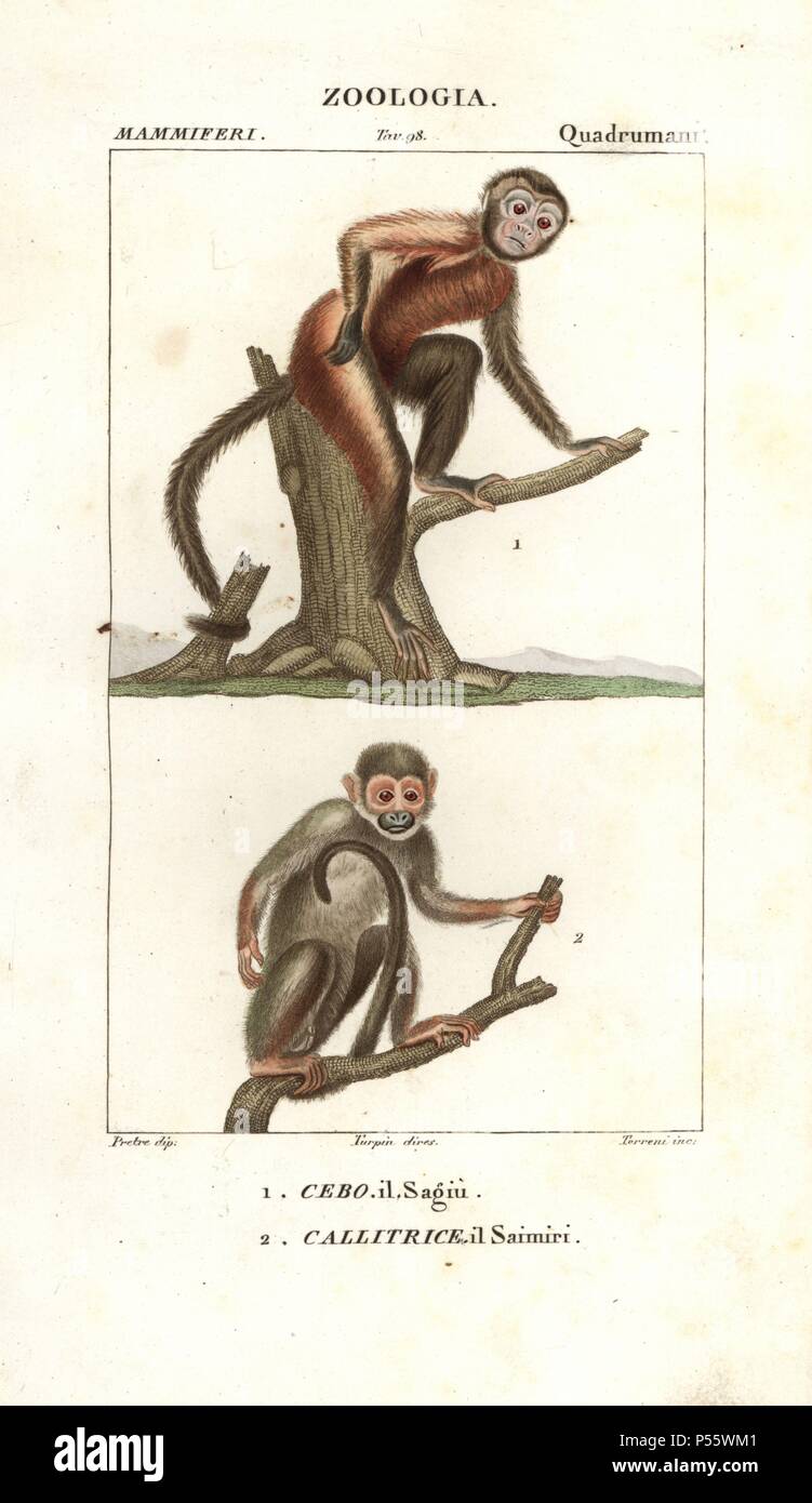 Tamarin monkey, Saguinus midas, and squirrel monkey, Saimiri sciureus ...