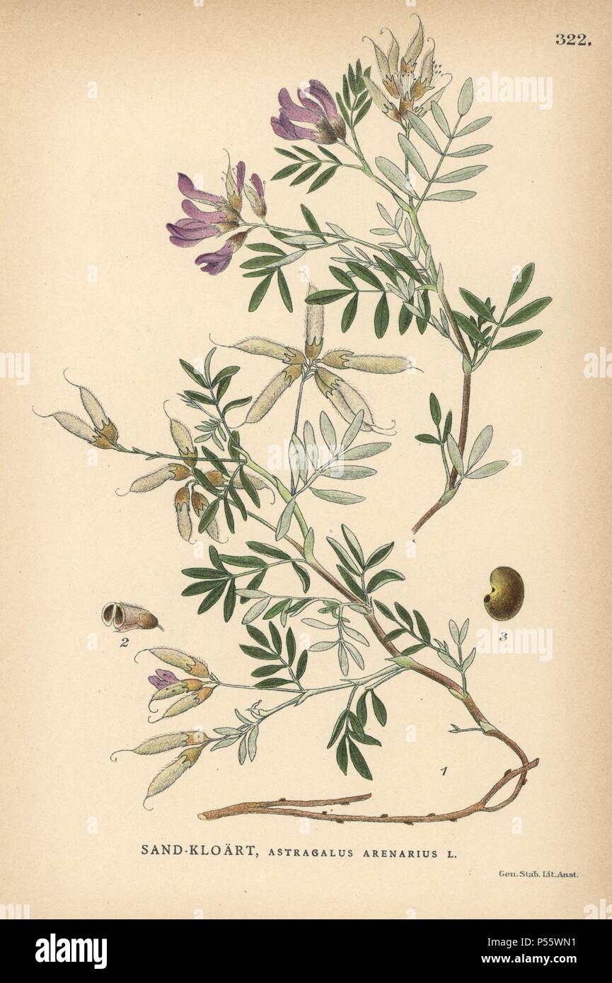 Milk vetch, Astragalus arenarius. Chromolithograph from Carl Lindman's ...