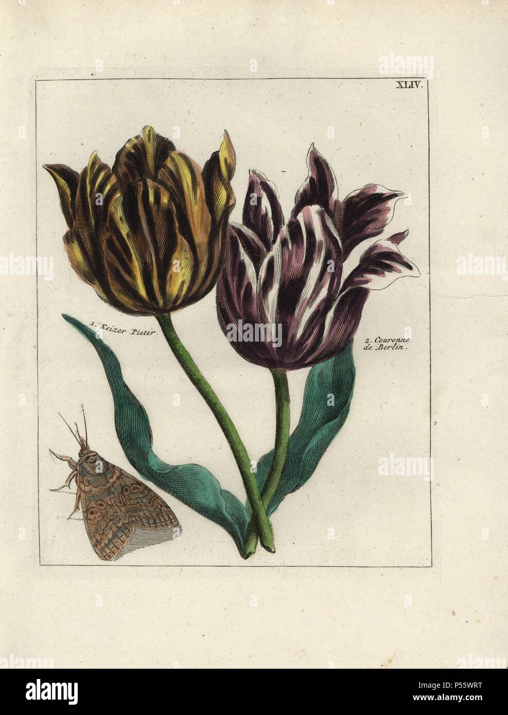 Tulip varieties, Keizer Pieter and Couronne de Berlin, Tulipa ...
