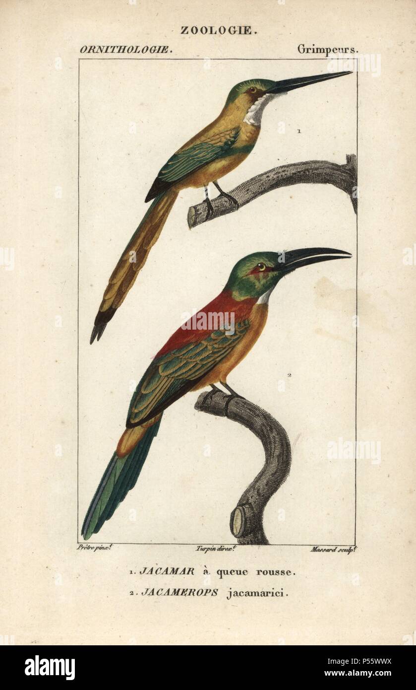 Rufous-tailed jacamar, Galbula ruficauda, and great jacamar, Jacamerops ...