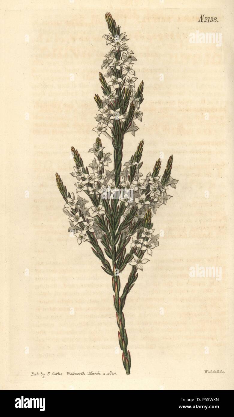 Upright struthiola, Struthiola erecta. Handcoloured copperplate ...
