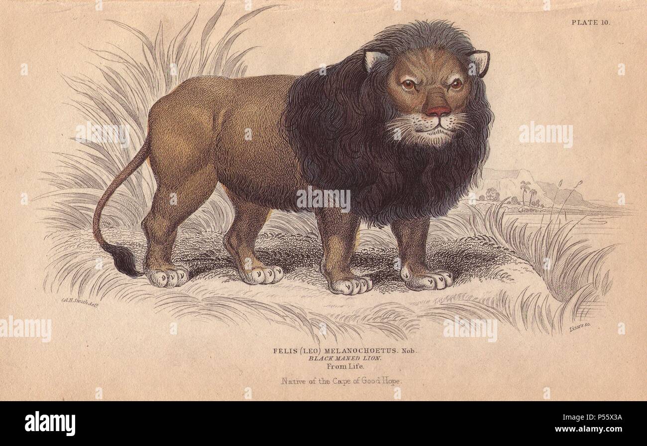 Black Mane Lion Extinct