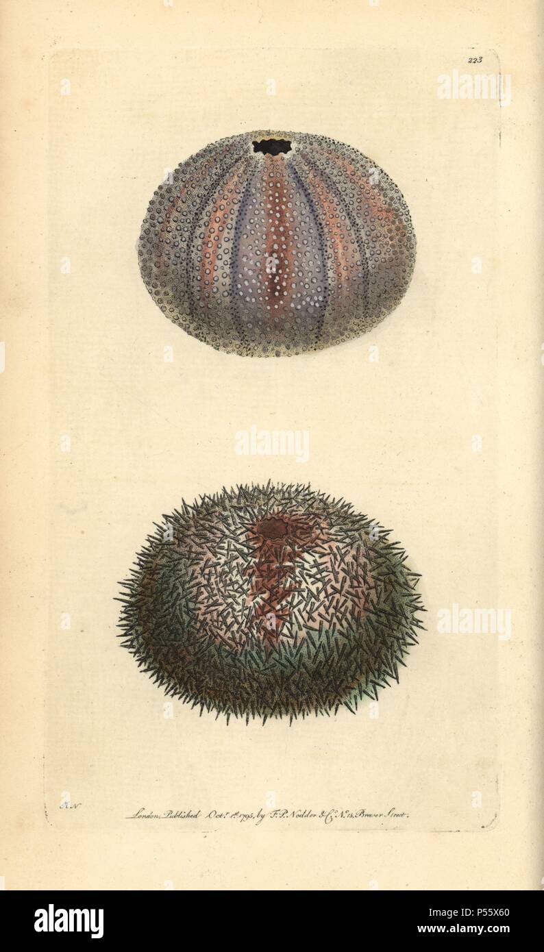 Edible sea urchin, Echinus esculentus. Illustration signed RN (Richard ...