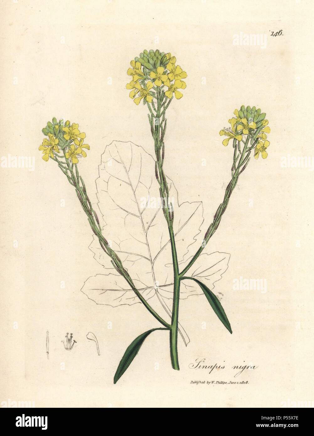 Yellow flowered black mustard, Sinapis nigra. Handcolored copperplate ...