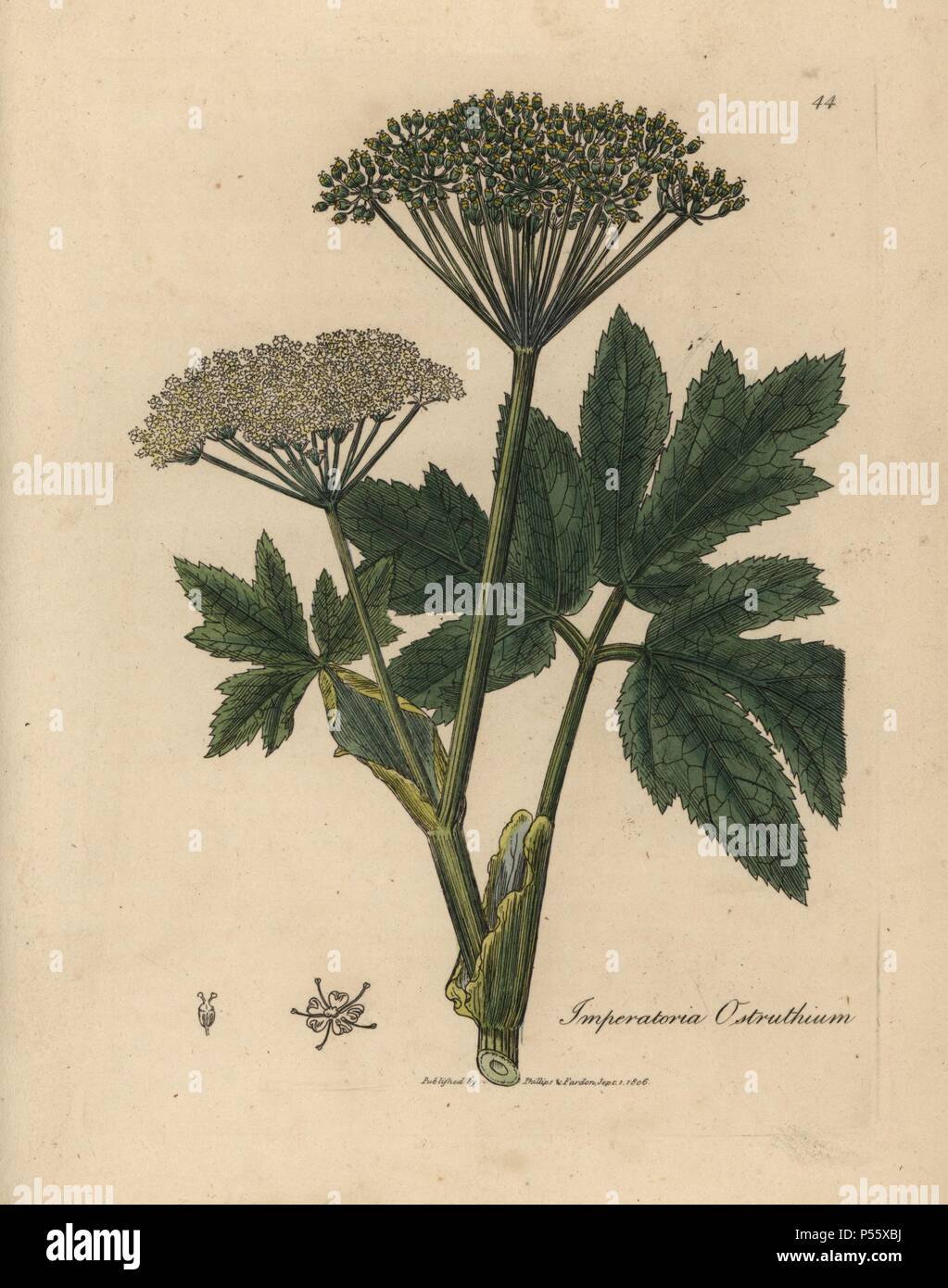 Masterwort botanical illustration hi-res stock photography and images ...