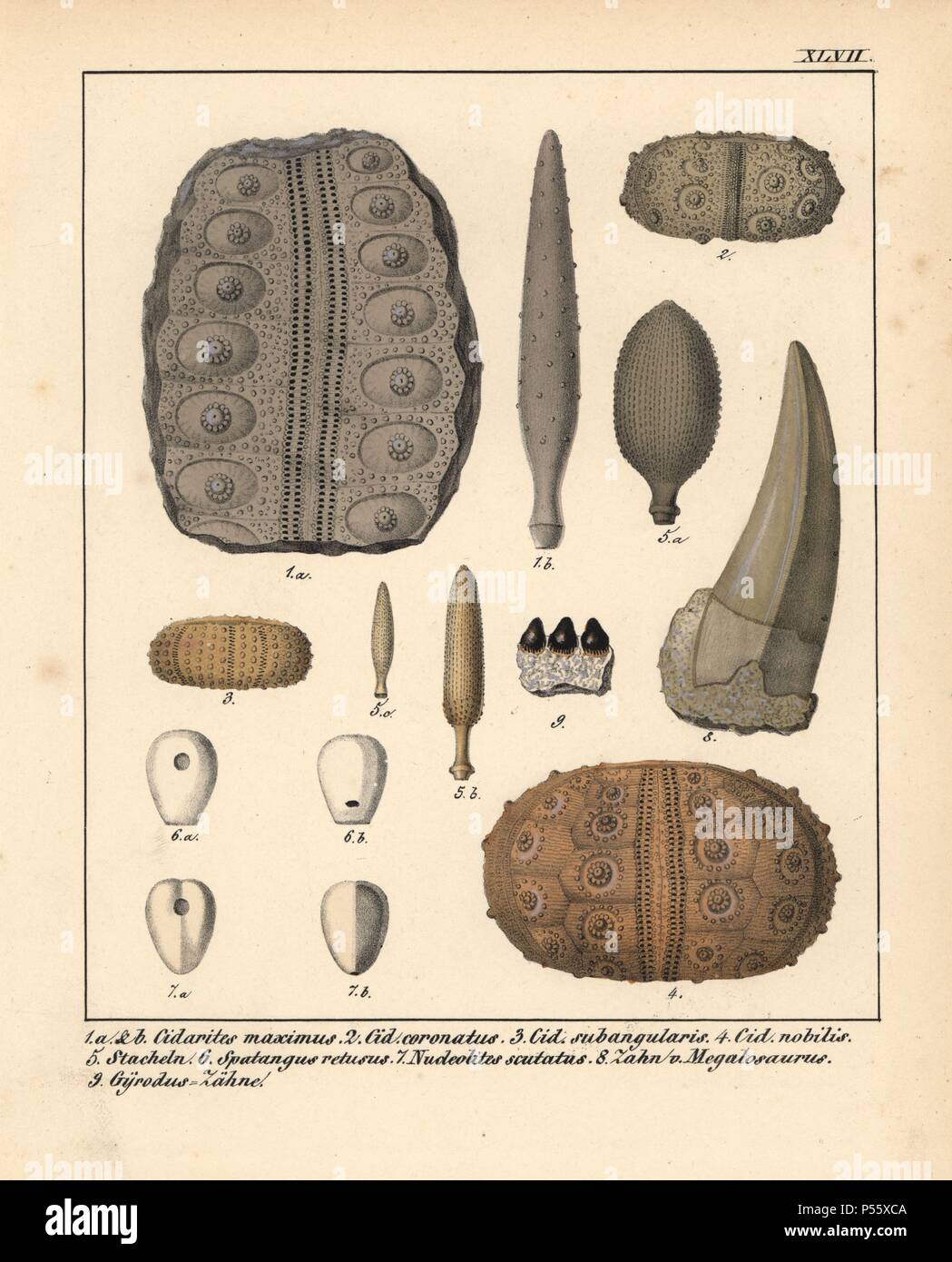 C nobilis hi-res stock photography and images - Alamy