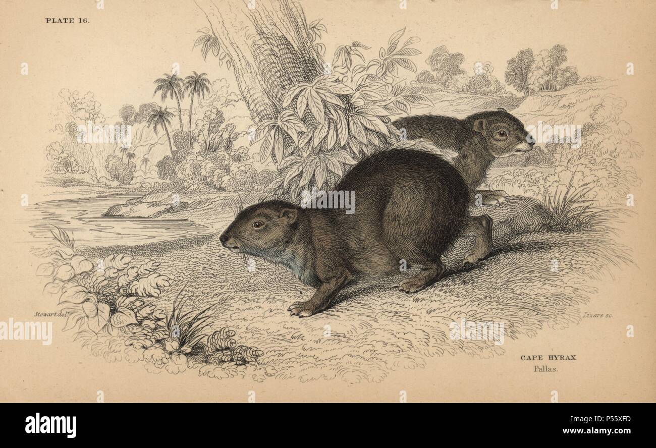 Cape or rock hyrax, Procavia capensis. Handcoloured engraving on steel ...