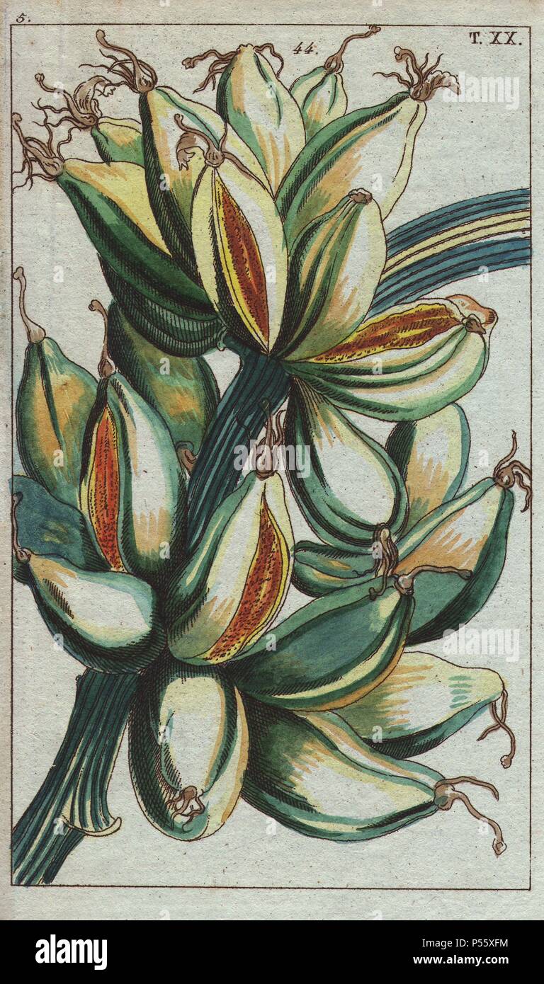 Musa sapientum hi-res stock photography and images - Alamy