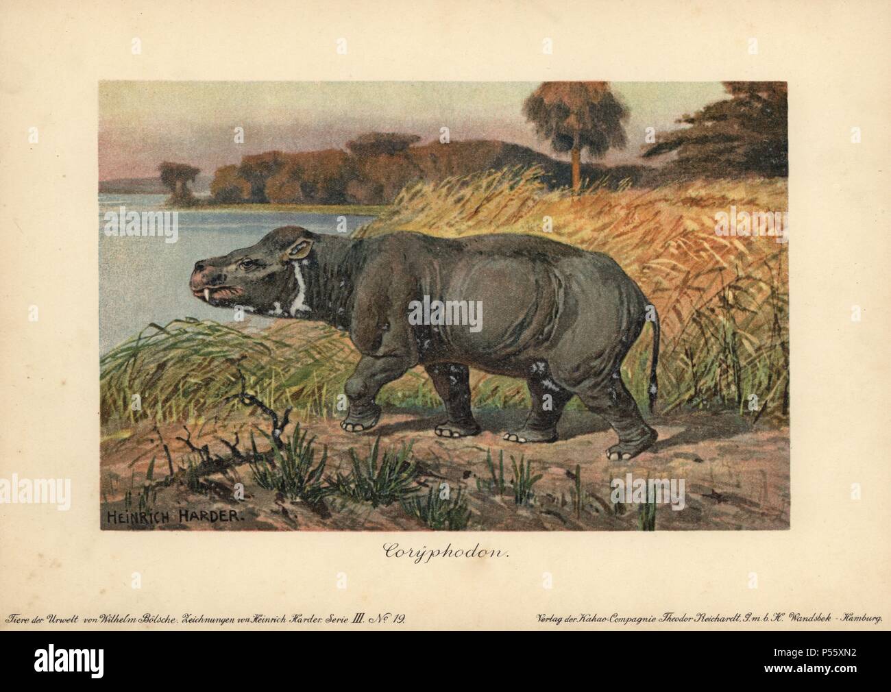 Coryphodon, extinct genus of pantodont mammal. Colour printed ...