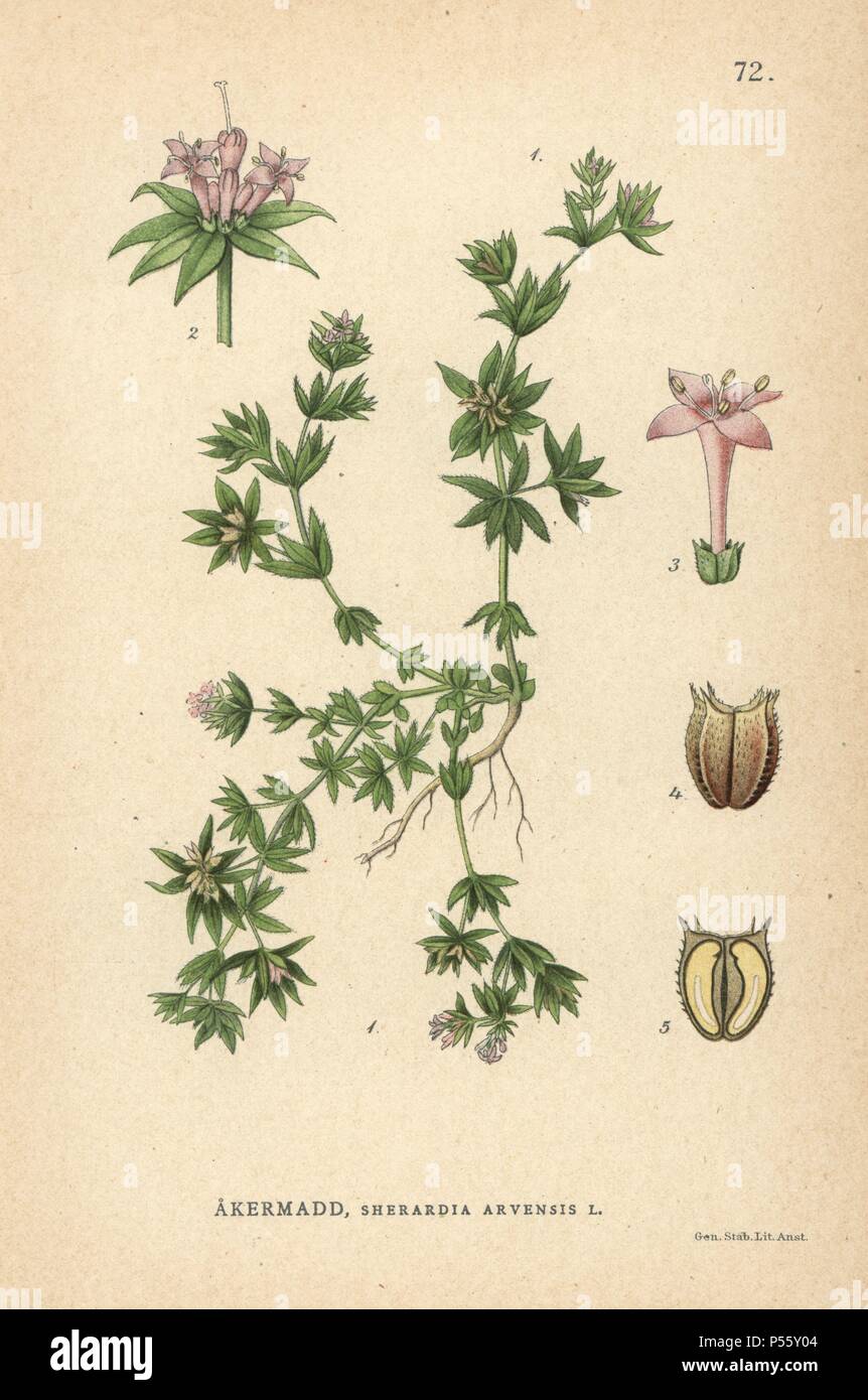 Field madder, Sherardia arvensis. Chromolithograph from Carl Lindman's ...