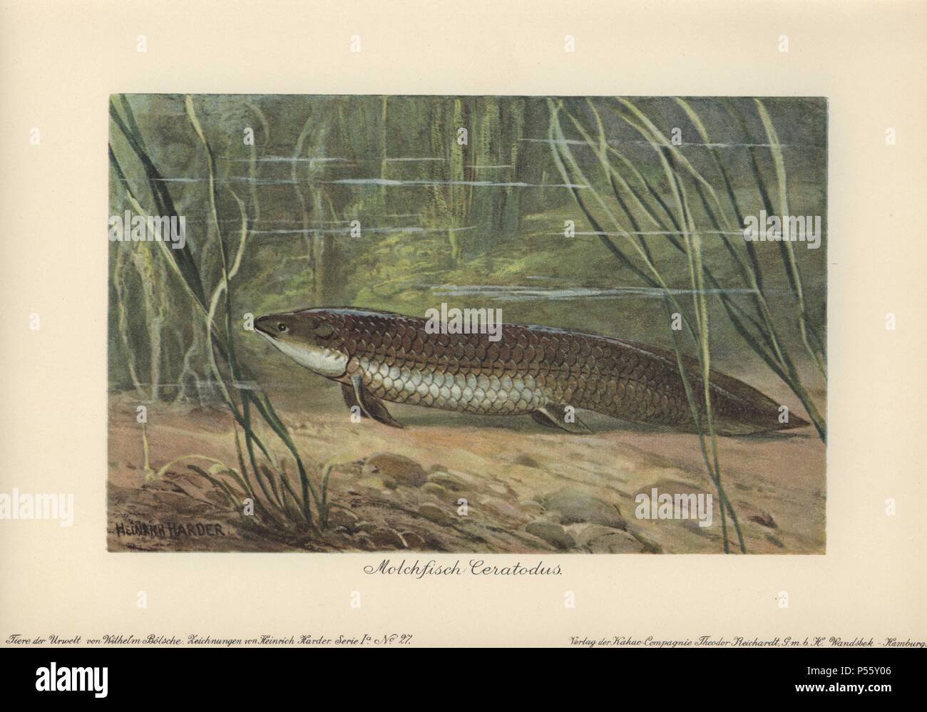 Ceratodus hi-res stock photography and images - Alamy