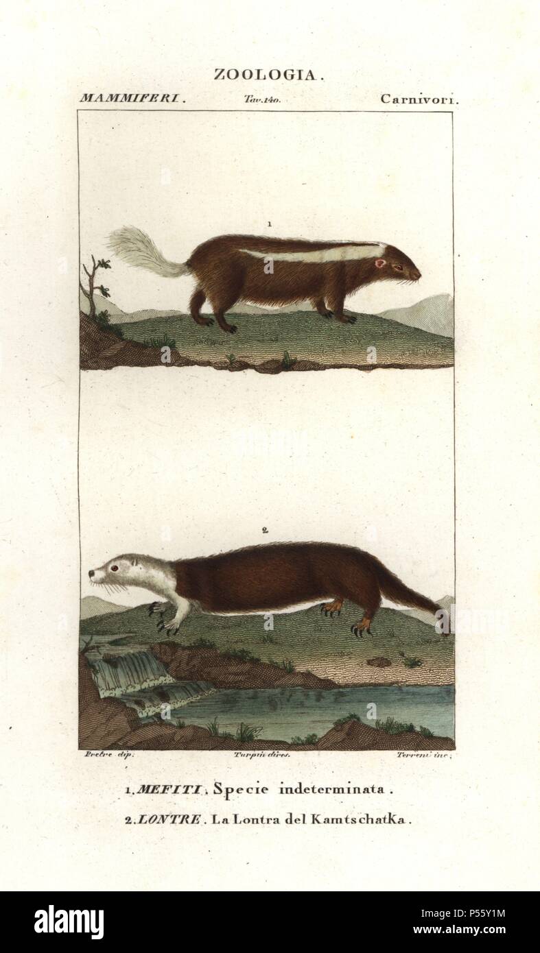 Unidentified species of skunk, Mephitis mephitis?, and sea otter of ...