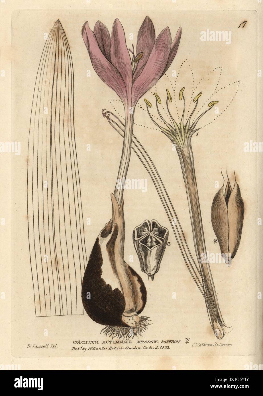 Meadow saffron, Colchicum autumnale. Handcoloured copperplate engraving ...