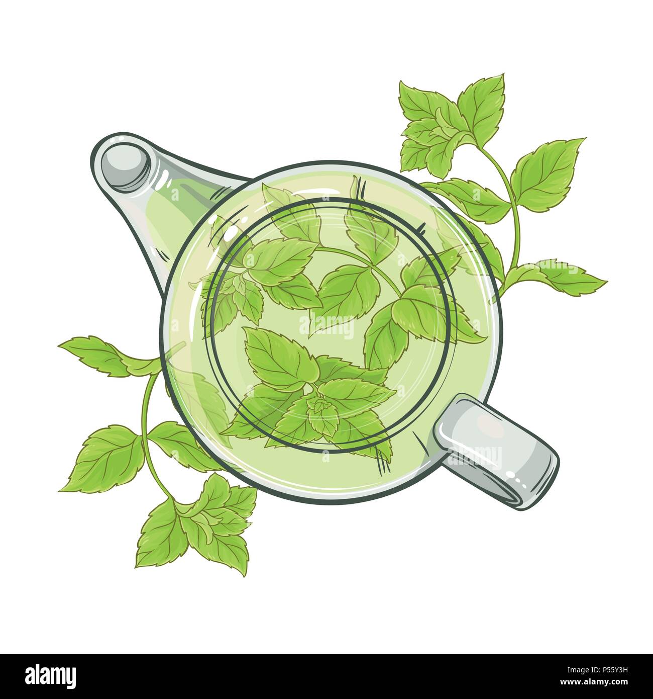 peppermint tea vector illustration on white background Stock Vector ...