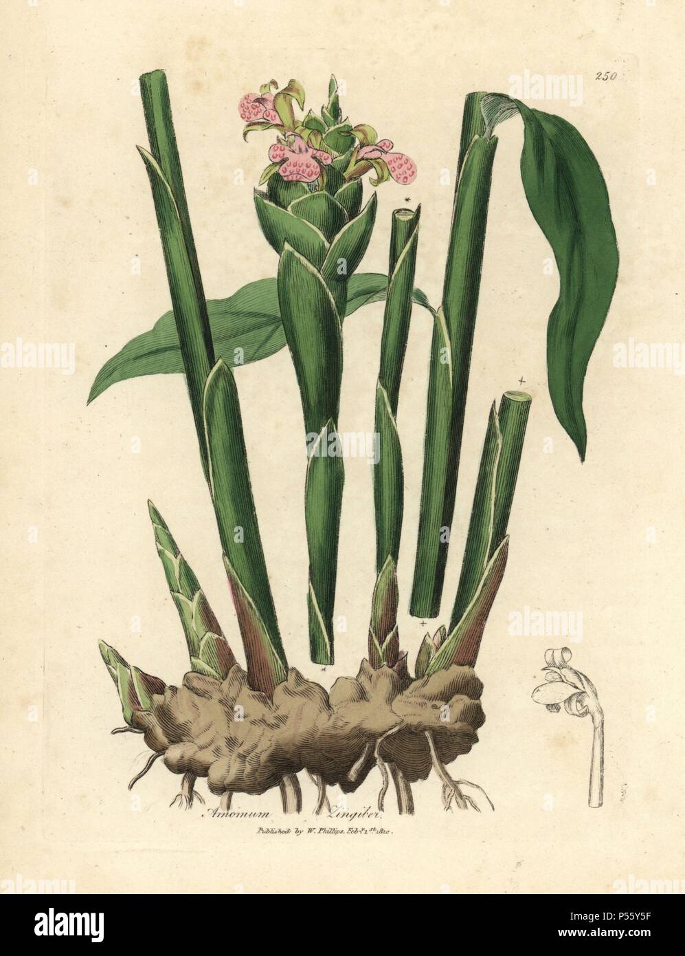 Ginger Plant Drawing