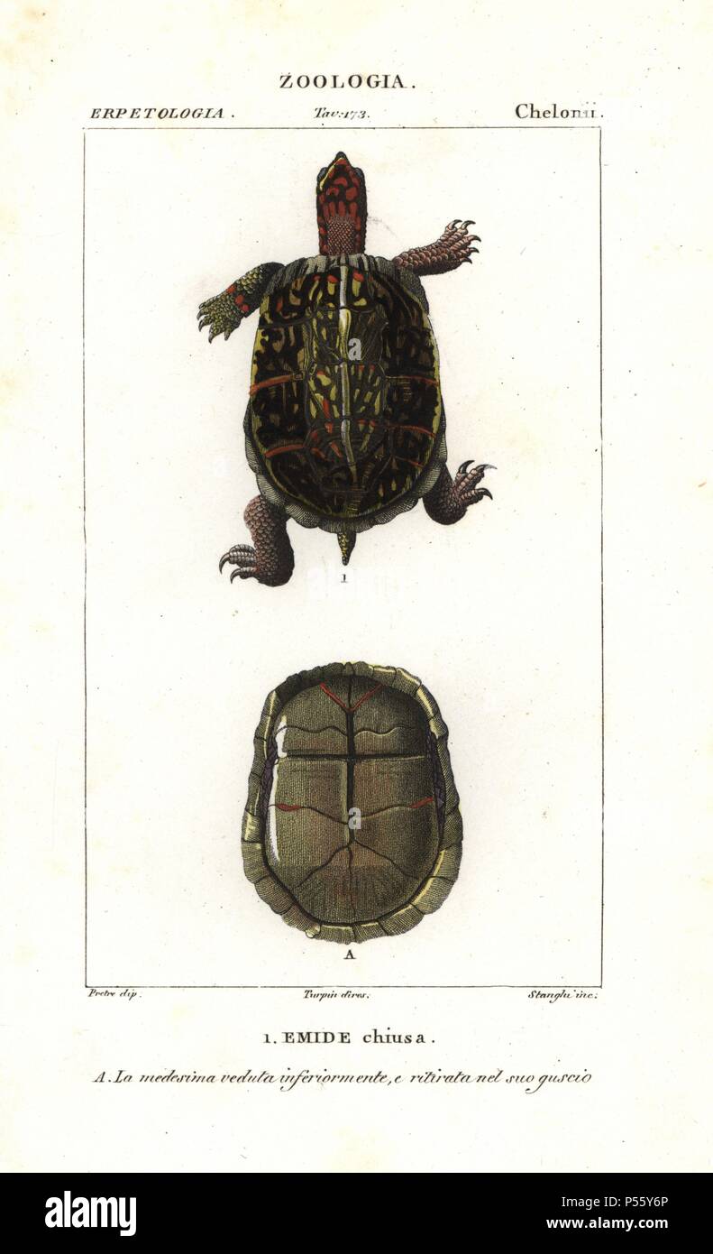 Box turtle, emyde close, Terrapene carolina. Near threatened ...