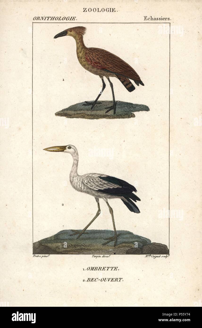 Hamerkop or hammerhead stork, Scopus umbretta, and Asian openbill stork ...