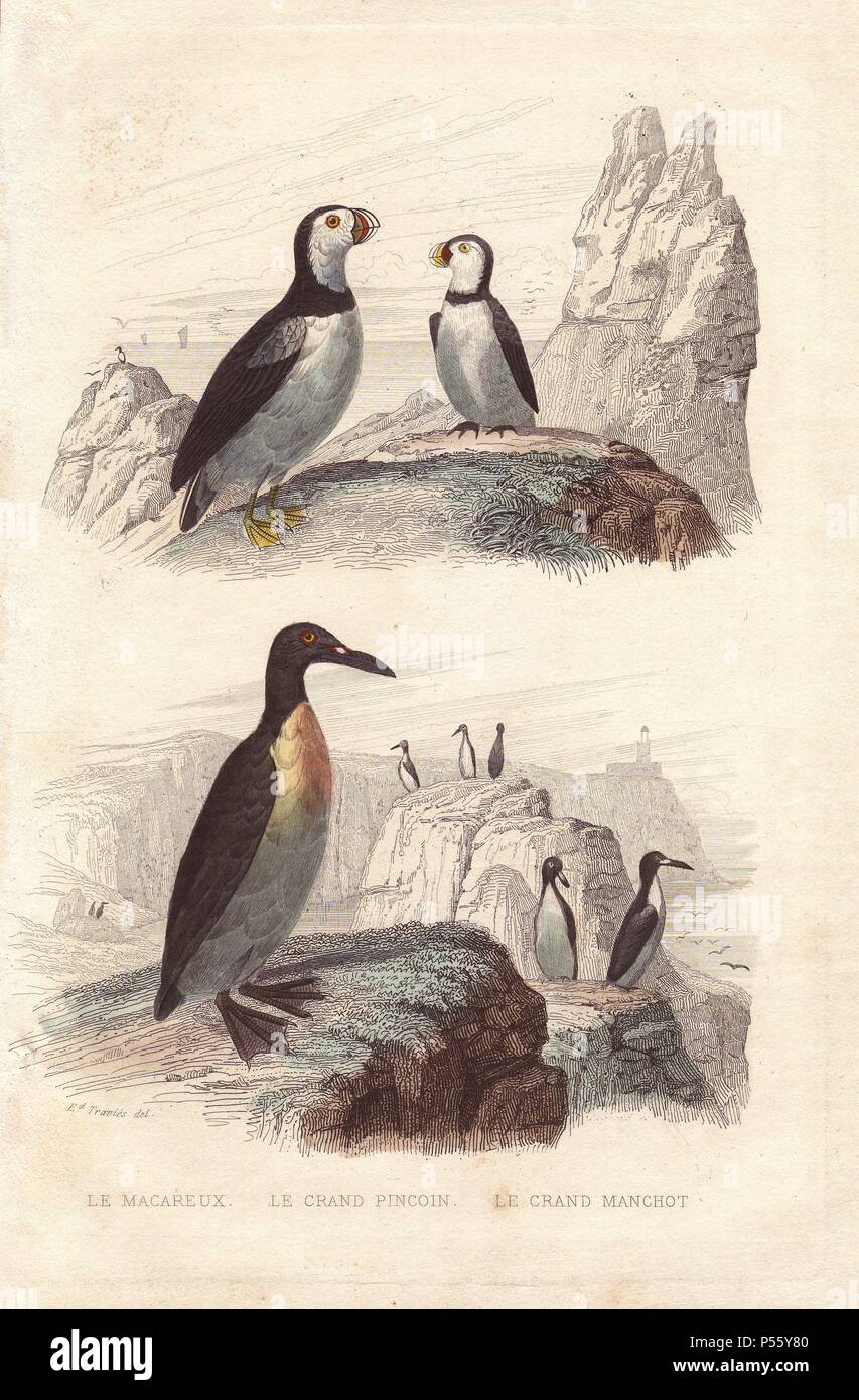 Pinguinus impennis great auk hi-res stock photography and images - Alamy