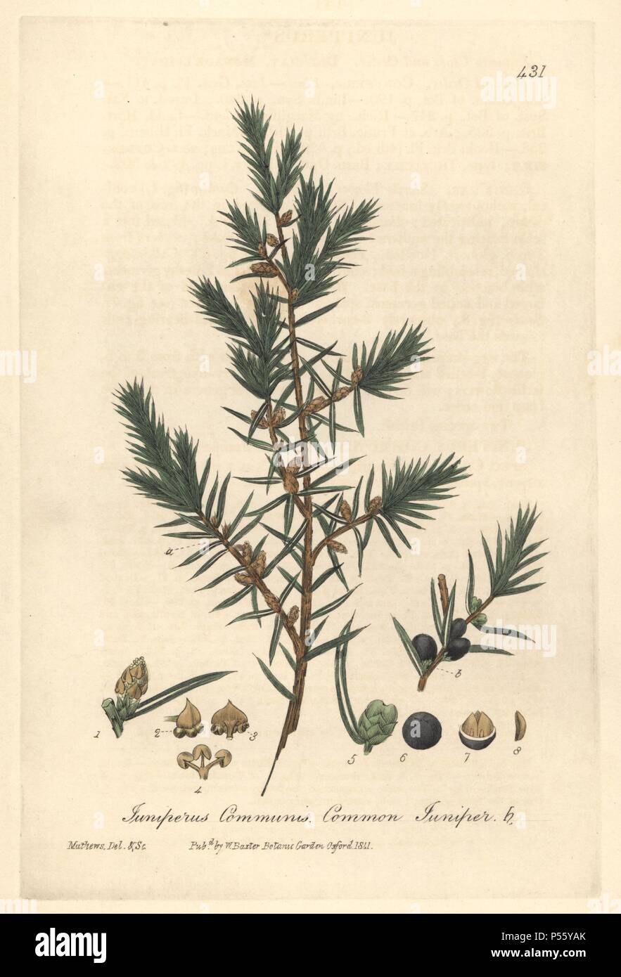 Common juniper, Juniperus communis. Handcoloured copperplate drawn and ...