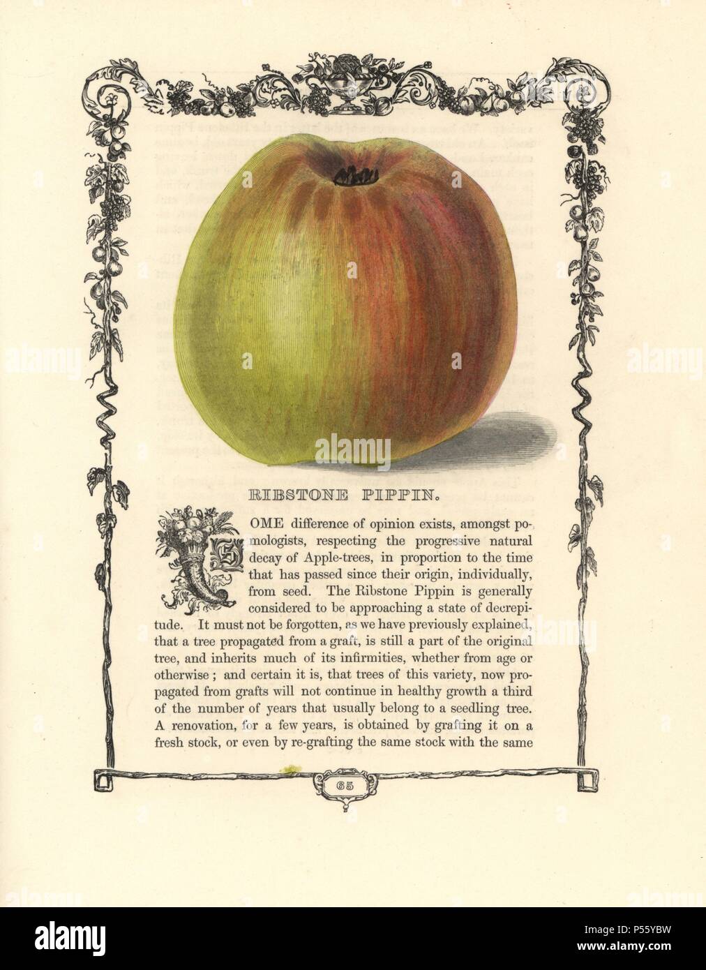 Ribstone pippin hi-res stock photography and images - Alamy