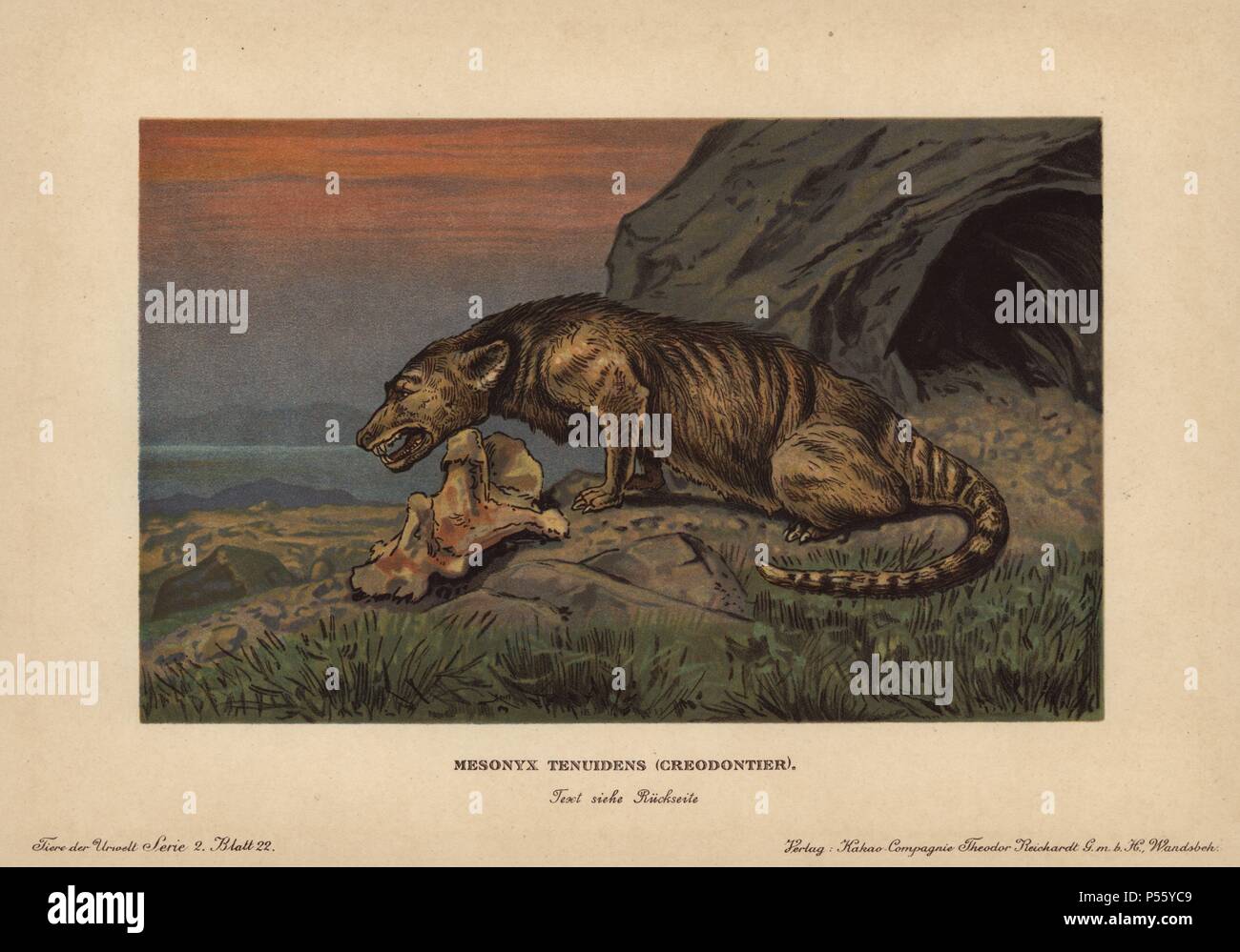 Mesonyx tenuidens, extinct wolf-like mammal from the Eocene. Colour ...
