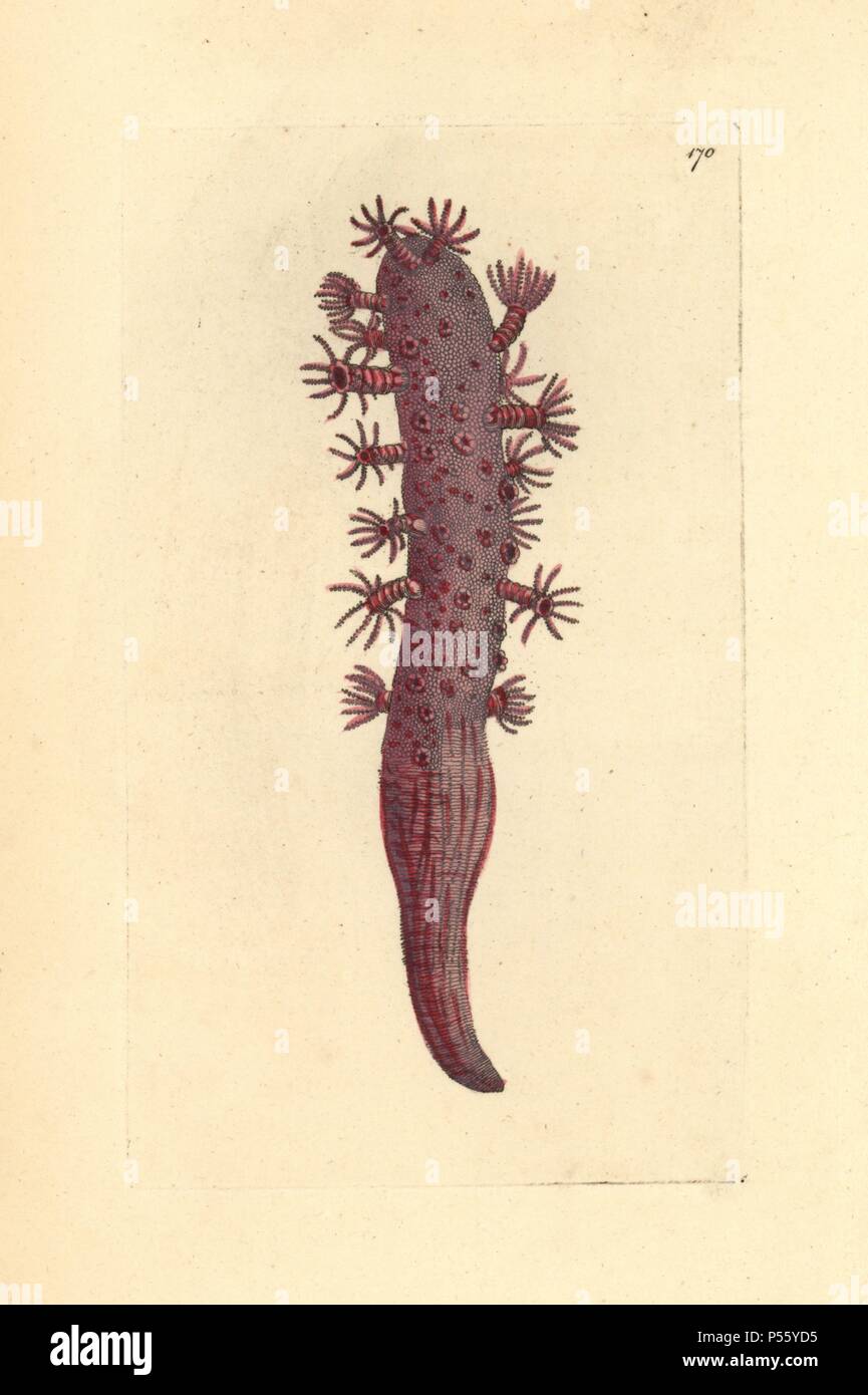 Pennatula hi-res stock photography and images - Alamy