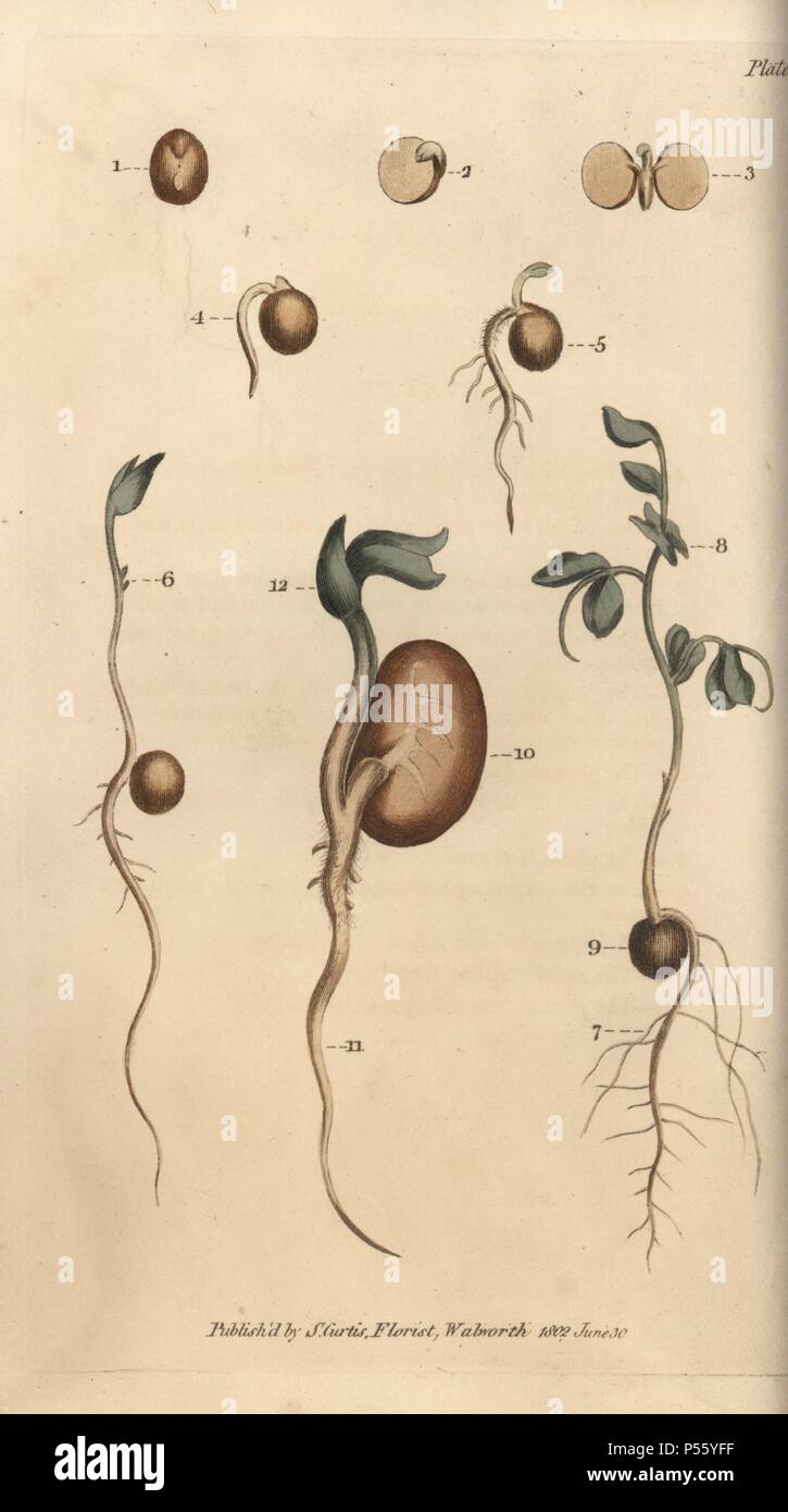 Germinating seeds of the pea Pisum sativum and bean Phaseolus vulgaris ...