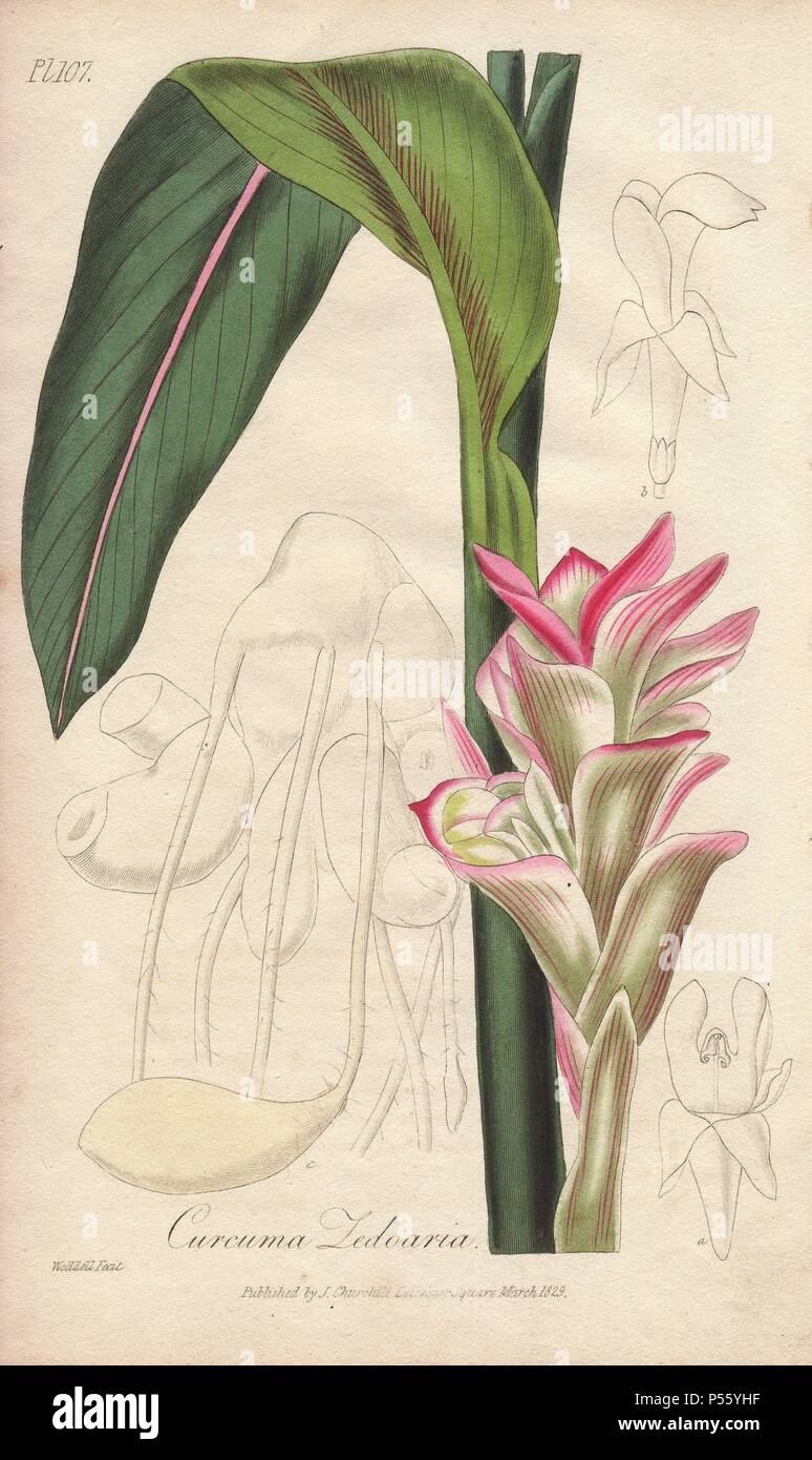 Zedoary, Curcuma zedoaria. Handcoloured botanical illustration drawn ...