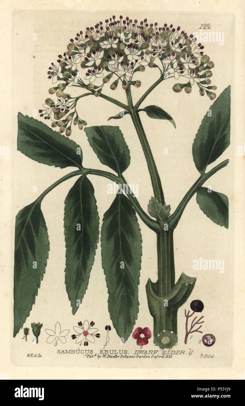 Dwarf elder tree, Sambucus ebulus. Handcoloured copperplate engraving ...