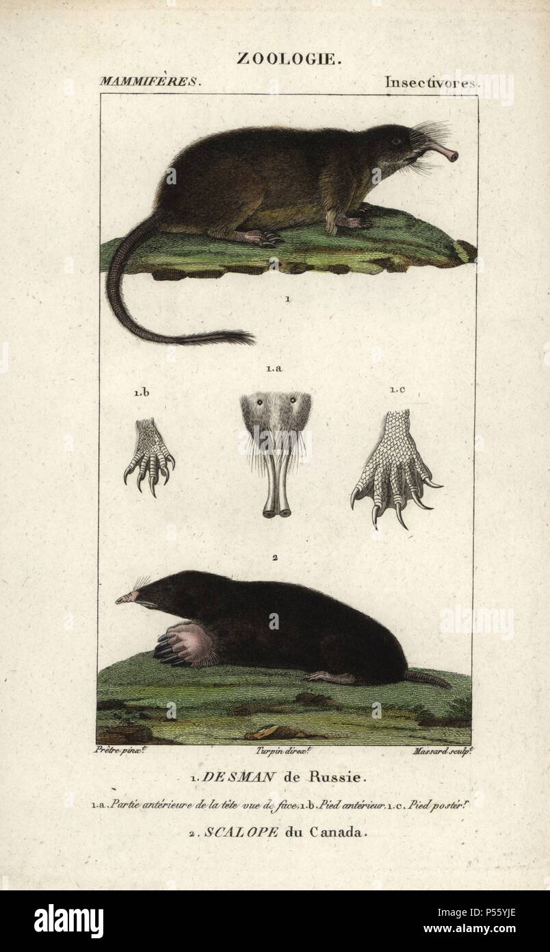 Russian Desman, Desmana moschata (vulnerable), and eastern mole ...