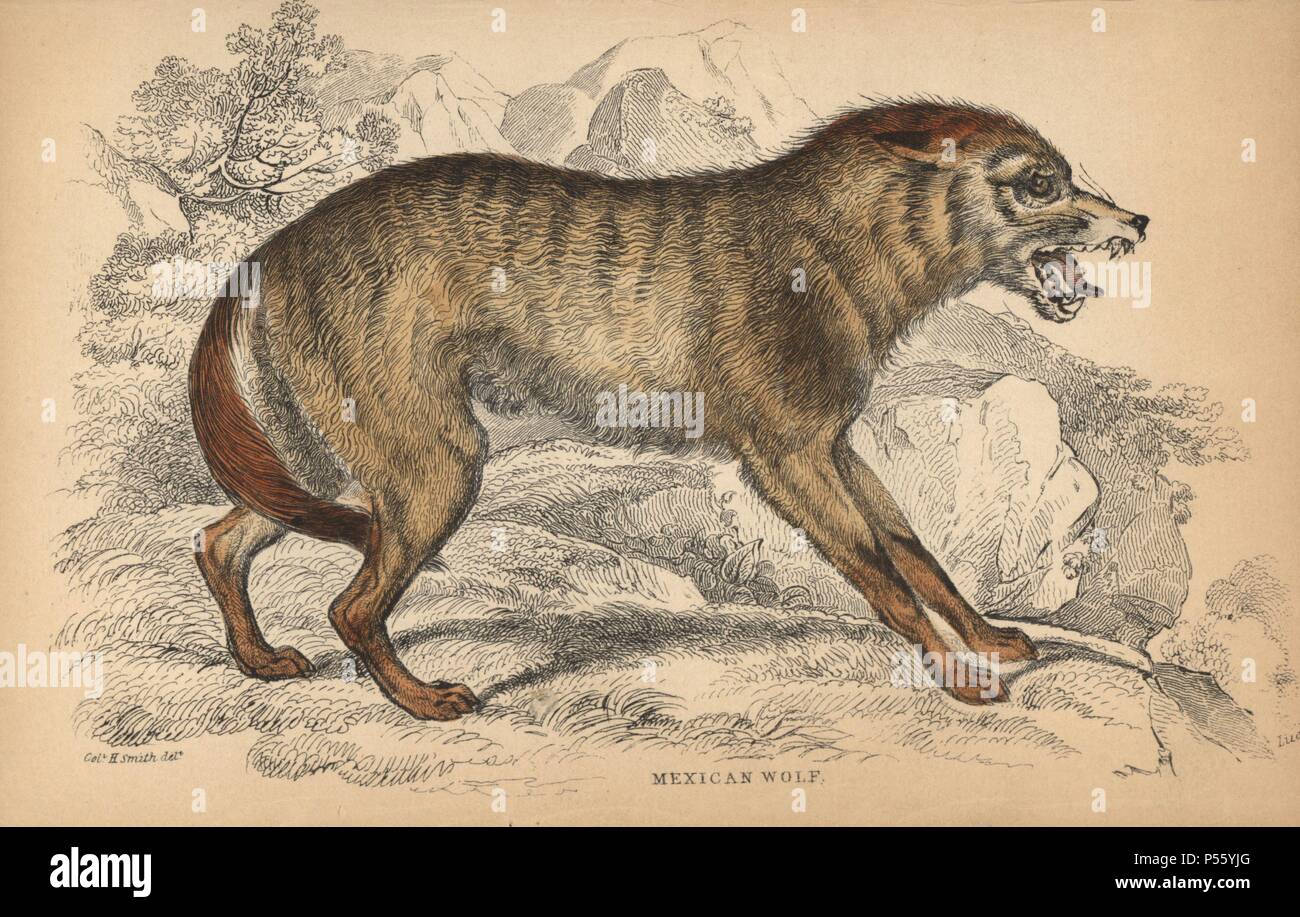 Mexican wolf, Canis lupus baileyi. Handcoloured engraving on steel by ...