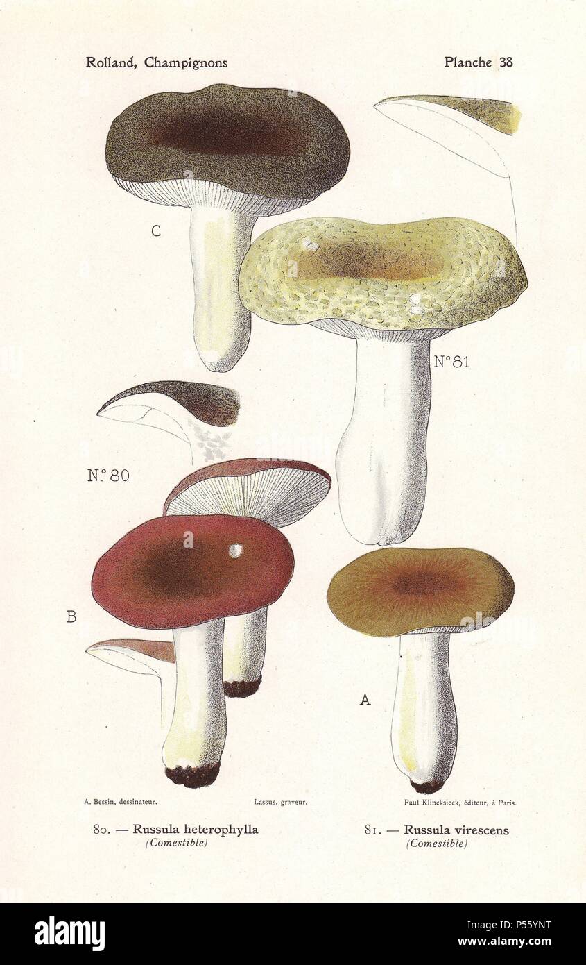 Edible mushrooms: greasy green brittlegill Russula heterophylla, green ...
