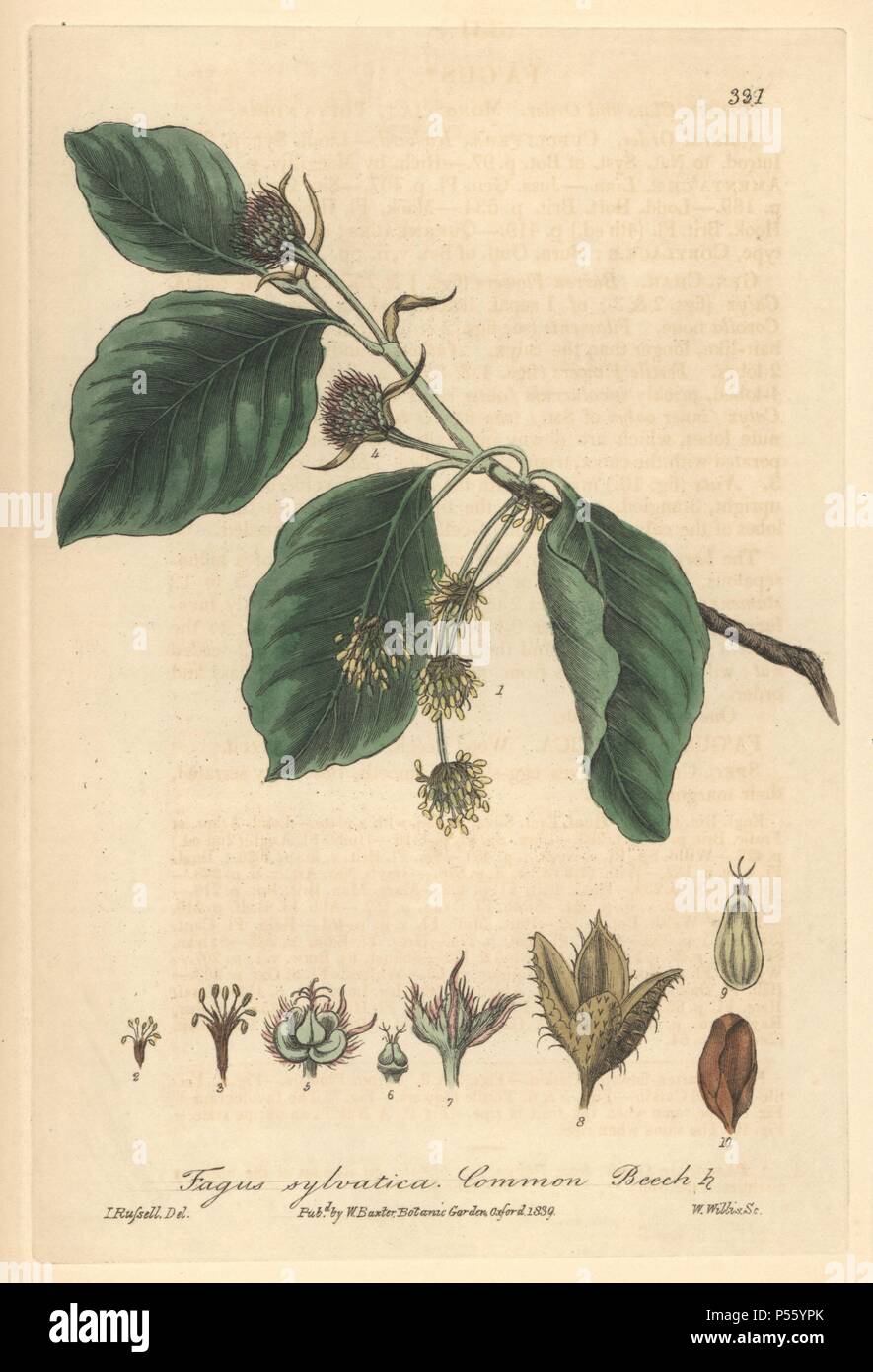 Common beech tree, Fagus sylvatica. Handcoloured copperplate engraved ...