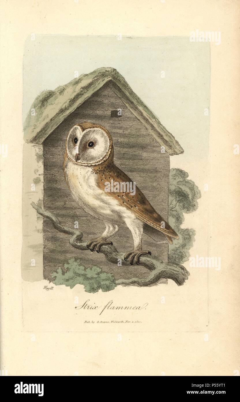 White owl, barn owl, Strix flammea, Tyto alba. Handcoloured copperplate ...